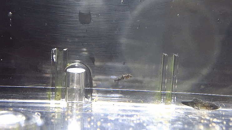 2-1 날돛양태 Repomucenus beniteguri トビヌメリ / 돛양태과 ( Family Callionymidae ) 의 ...