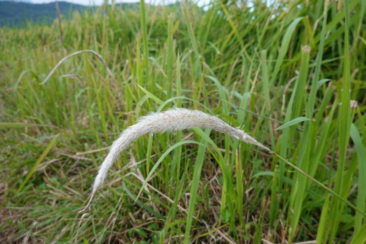 백모근 白茅根 Imperatae Rhizoma et Radix : 네이버 블로그