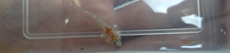 2-2 날돛양태 Repomucenus beniteguri トビヌメリ (또는 Repomucenus 속의 1종) 추가사진 페이지 ...