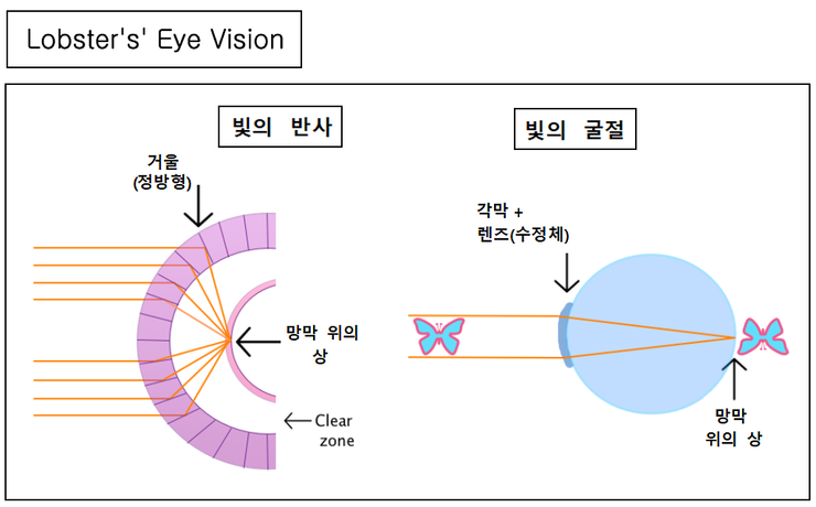 [생체모방기술] 바닷가재의 눈 구조와 LEXID ... : 네이버 블로그