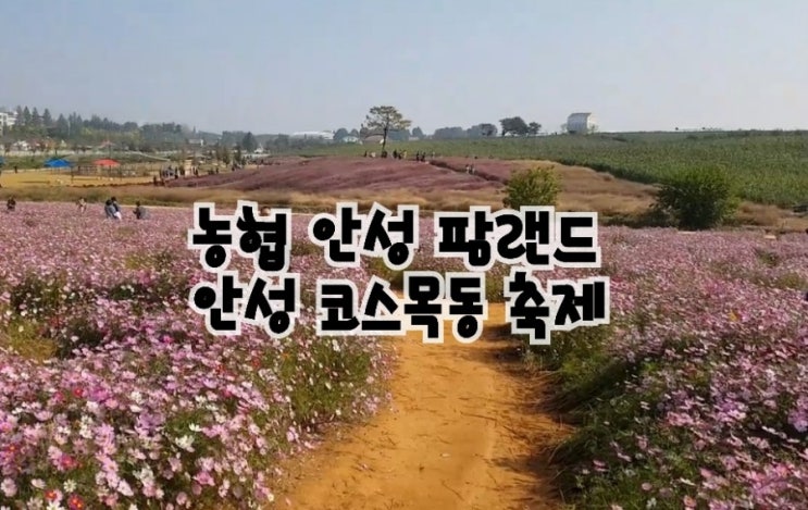 ♥농협 안성 팜랜드♥ 핑크뮬리 코스모스가 가득한 코스목동축제 이용방법 할인정보 대 방출 네이버 블로그