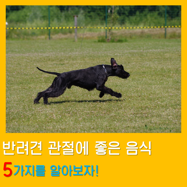 반려견 관절 건강 강아지 관절에 좋은 음식 5가지를 알아봅시다 강아지 슬개골 탈구 네이버 블로그