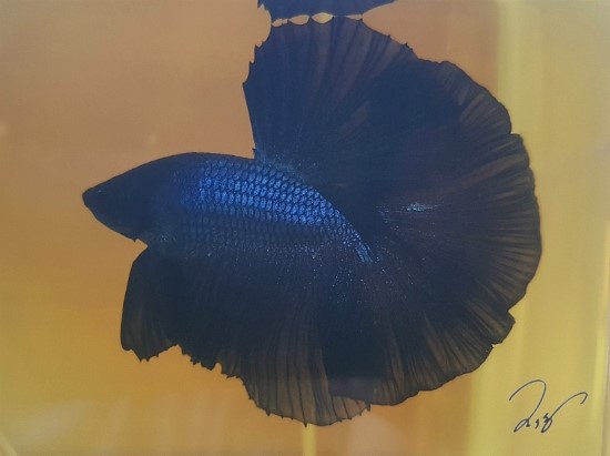 Black melano HM male : 네이버 블로그