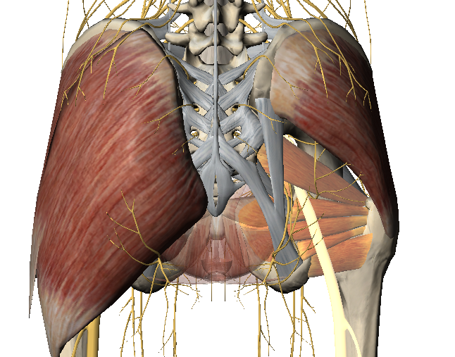 이상근 검사(FAIR test, piriformis test) 방법 및 의미 : 네이버 블로그