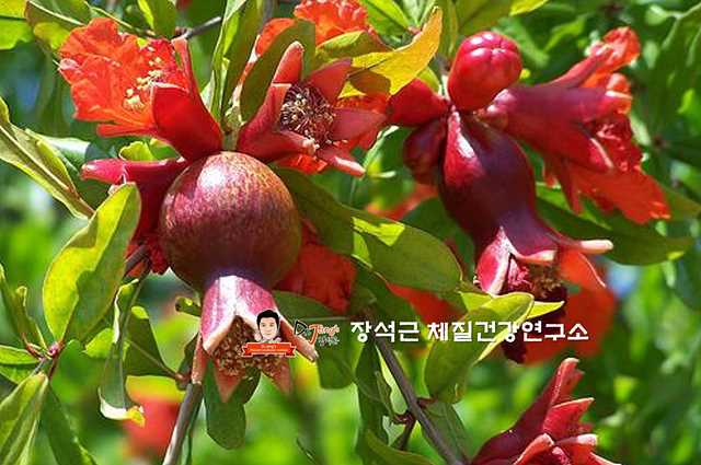 장석근체질건강연구소 대한사상체질협회 장석근회장이 추천하는 사상체질 태양인 소양인 소음인 태음인과일 석류 좋아하세요