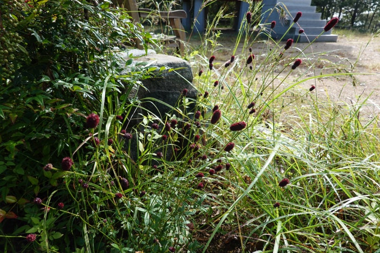 지유 地楡 Sanguisorbae Radix : 네이버 블로그