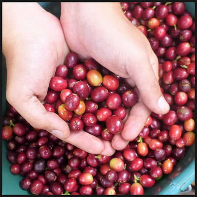 파나마 누구오 게샤/Panama nuguo gesha : 네이버 블로그