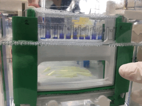 [대학교 생화학실험] IPTG 유도(IPTG induction, Protein induction)/SDS-PAGE/쿠마씨 블루 ...