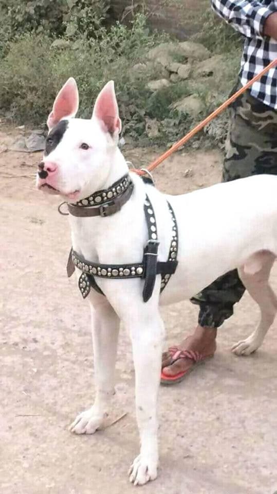 굴 테리어(Gull Terrier) : 네이버 블로그