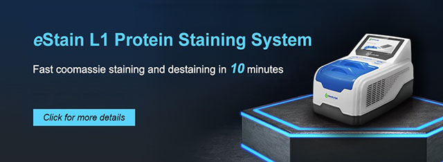 10분내 단백질 겔 염색을 끝내 보자. protein gel staining system : 네이버 블로그