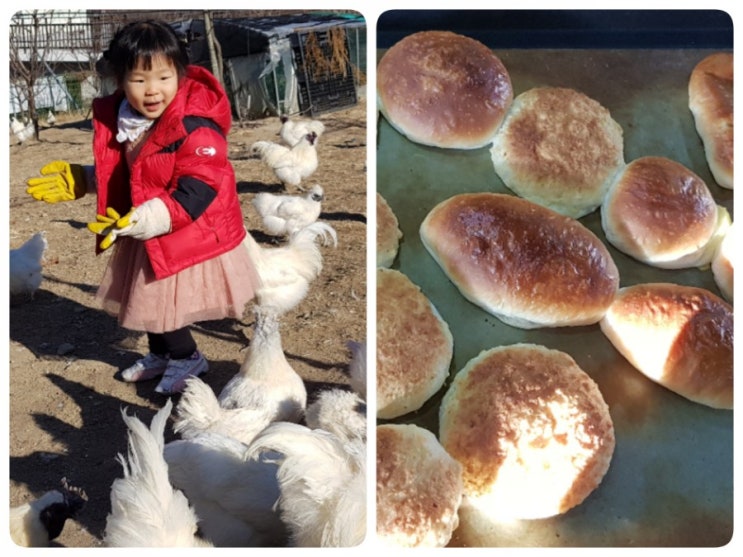 경남 사천 체험 배누리교육농장 배누리체험 빵만들기체험 먹이주기 체험경남 가볼만한 곳 경남 체험 네이버 블로그