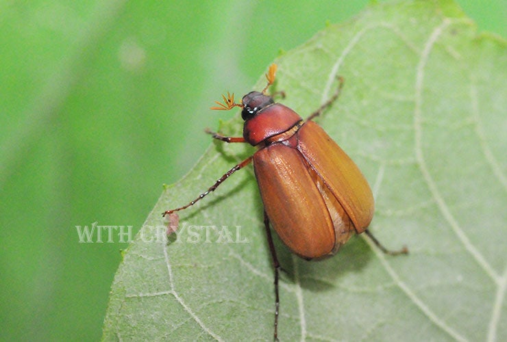 쌍색풍뎅이 Hilyotrogus bicoloreus : 네이버 블로그