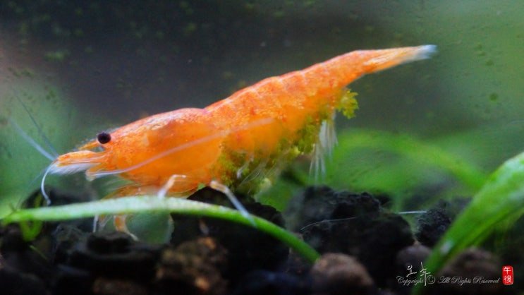 앨로비옵시스 새우 기생충 완전 징글(Ellobiopsis) : 네이버 블로그