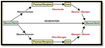 Negative feedback loop - Blood Glucose : 네이버 블로그