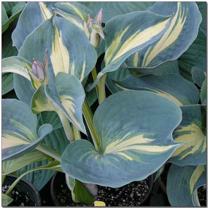 비비추속 Hosta : 네이버 블로그