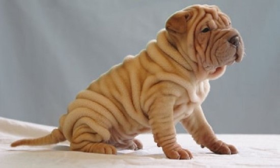 미니어처 샤페이(Miniature Shar Pei) : 네이버 블로그