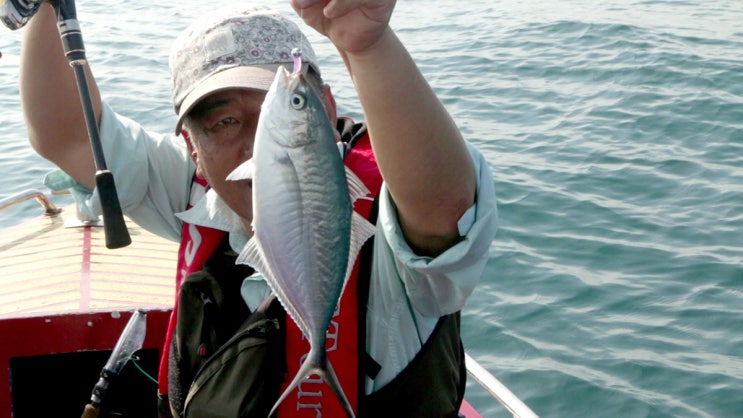 헬링스캐드 Herring scad 전갱이낚시 : 네이버 블로그