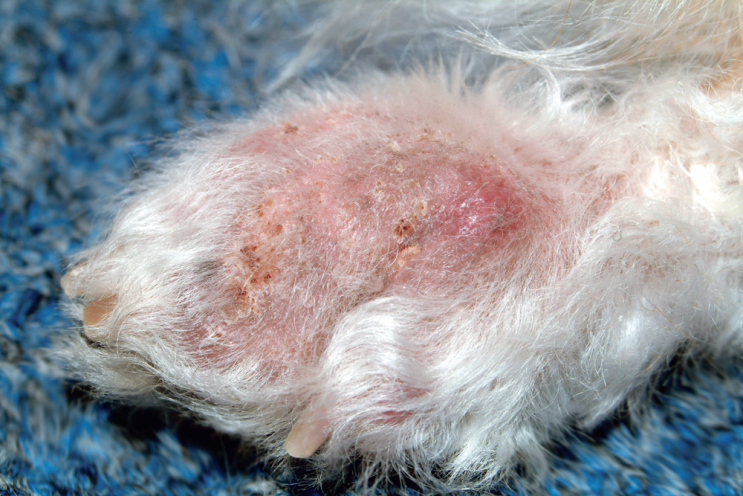 Bacterial Pododermatitis : 네이버 블로그