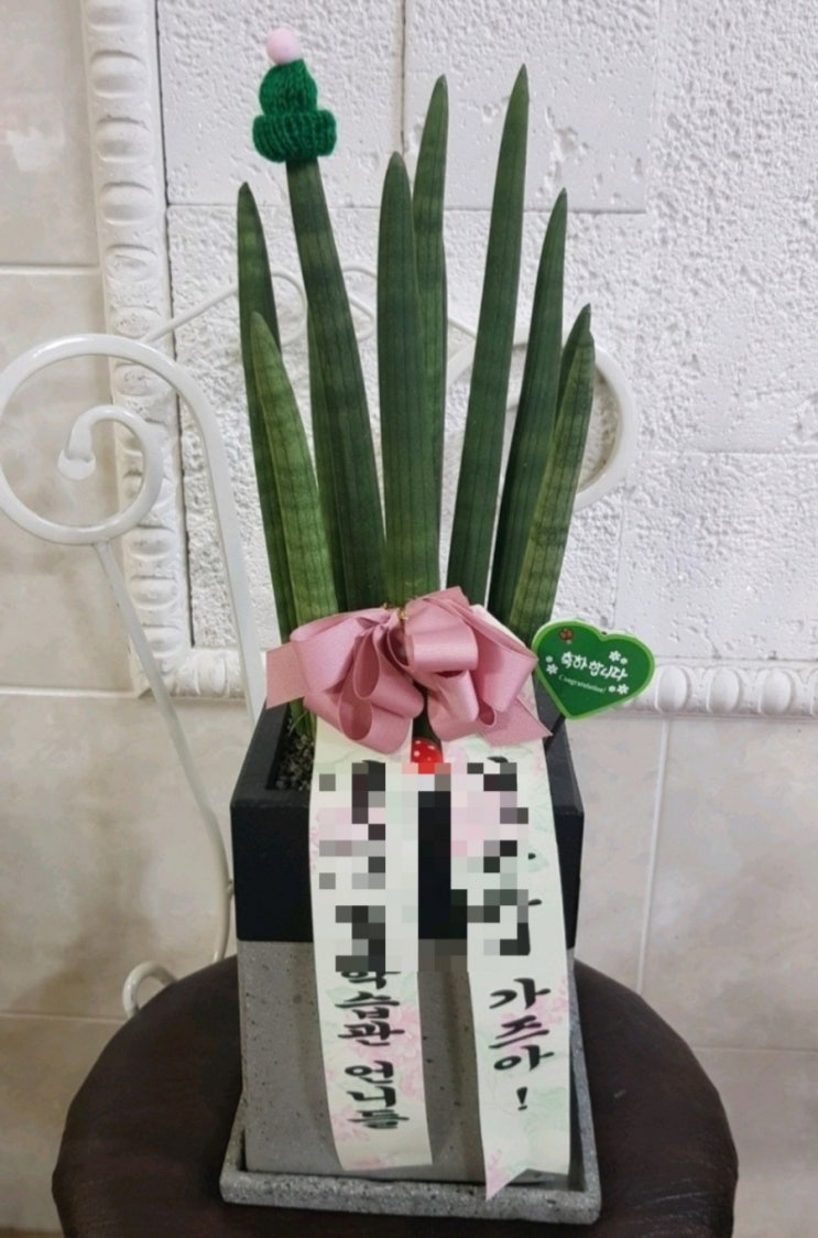 고양시 덕양구꽃배달 강매동 고양동 관산동 꽃집 전국꽃배달서비스 오늘은봄 스투키 승진화분개업화분 깔끔하게 제작완료