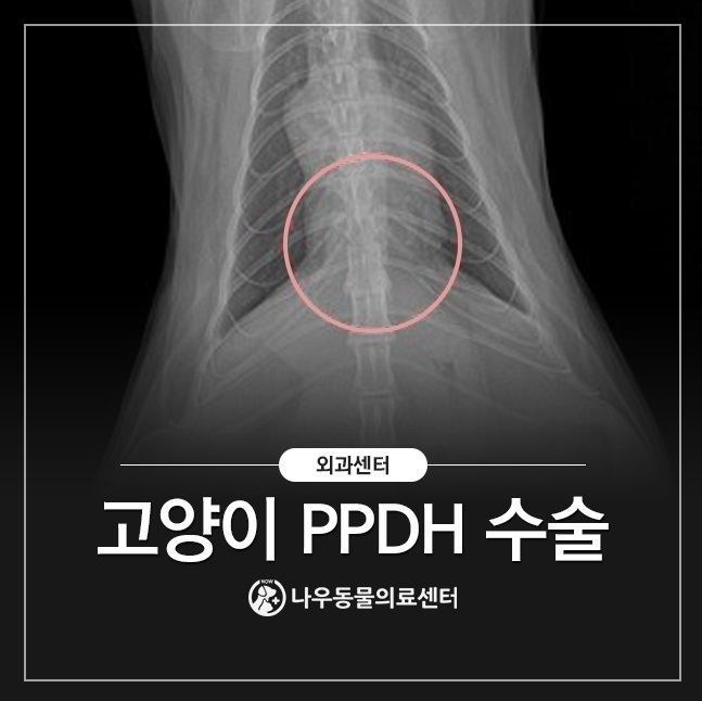 고양이 PPDH 수술 나우동물의료센터 : 네이버 블로그