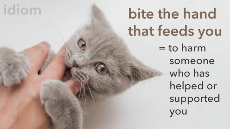 bite the hand that feeds you 먹이 주는 사람의 손을 물다, (비유적으로) 주인을 물다[배은망덕하다 ...