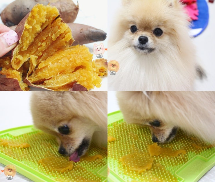 강아지 고구마 먹어도 되나요 강아지신부전 음식 Feat리키매트 네이버 블로그