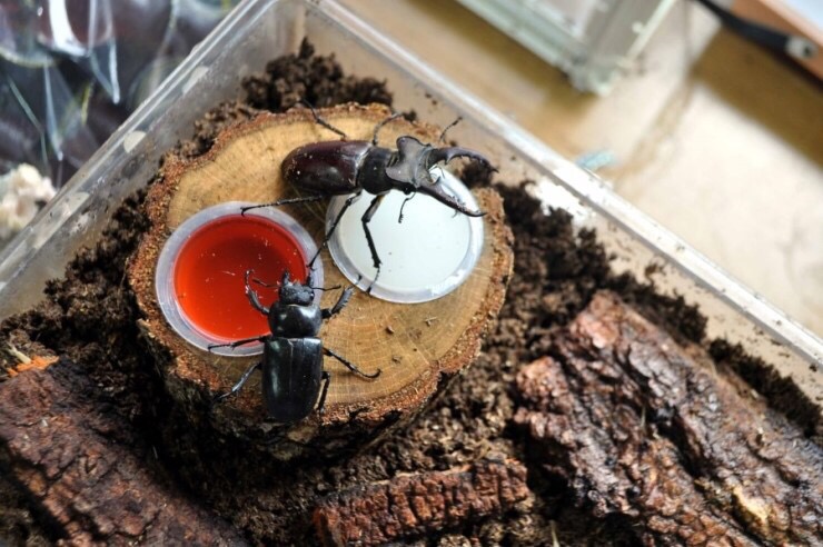 (걍/참)사슴벌레(Lucanus dybowski) 사육가이드 : 네이버 블로그