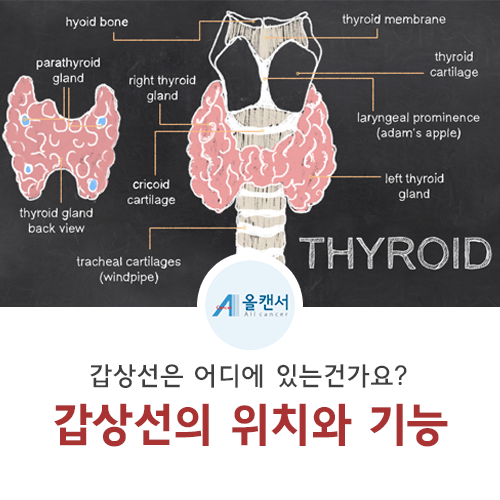 갑상선은 어디에 있는걸까요 갑상선의 위치와 기능 갑상선암 네이버 블로그