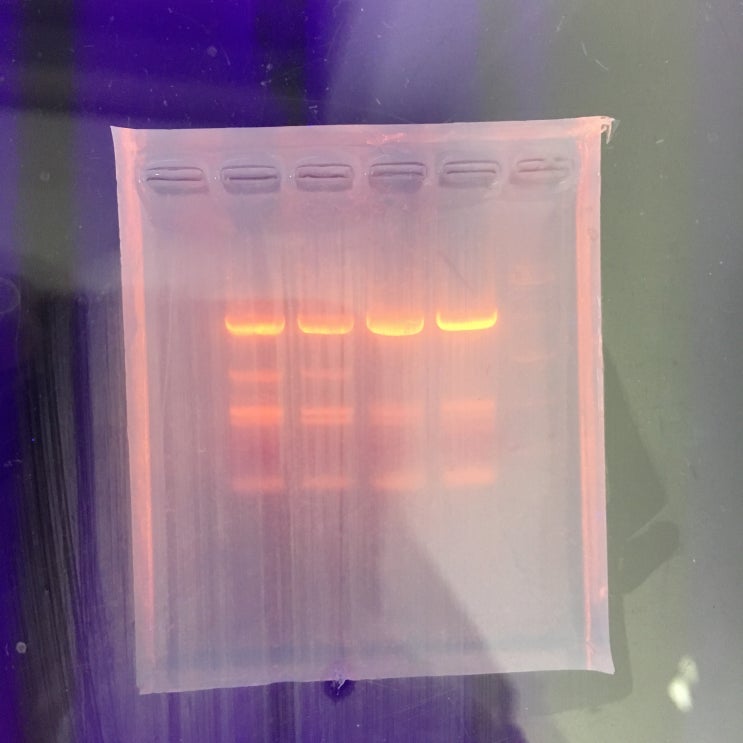 Cloning - Gel Extraction : 네이버 블로그