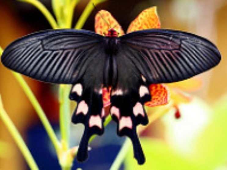 red bodied swallowtail, ruby swallowtail : 네이버 블로그