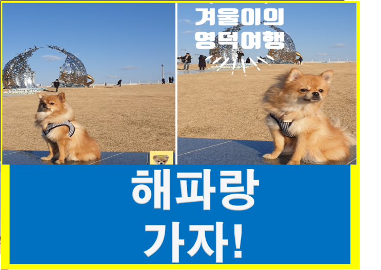 경상도 강아지동반여행 영덕 해파랑공원 애견동반 여행 산책코스포메 겨울이 주말여행 네이버 블로그