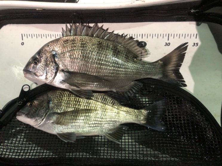 [영덕찌낚시]감성돔 : 네이버 블로그