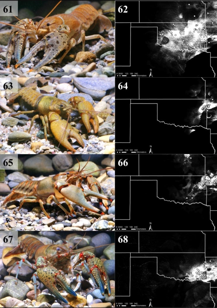 롱기마누스가재 탈피 : 네이버 블로그