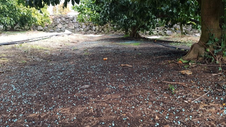 조금씩...움직이자!!^^ 나무정리&비료+영양제시비(2019.2.3) : 네이버 블로그