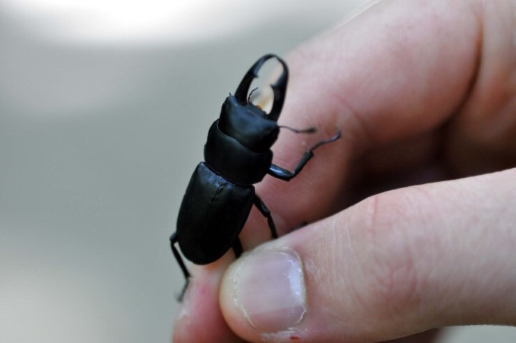 애사슴벌레(Dorcus rectus) 사육 가이드 : 네이버 블로그