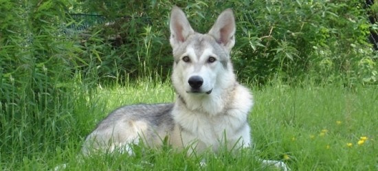 술리모프 도그(Sulimov Dog) : 네이버 블로그