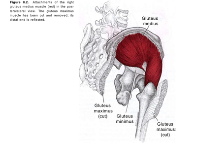 중둔근(Gluteus medius) 통증유발점(트리거포인트,trigger point)의 기전과 치료(Myofascial pain ...