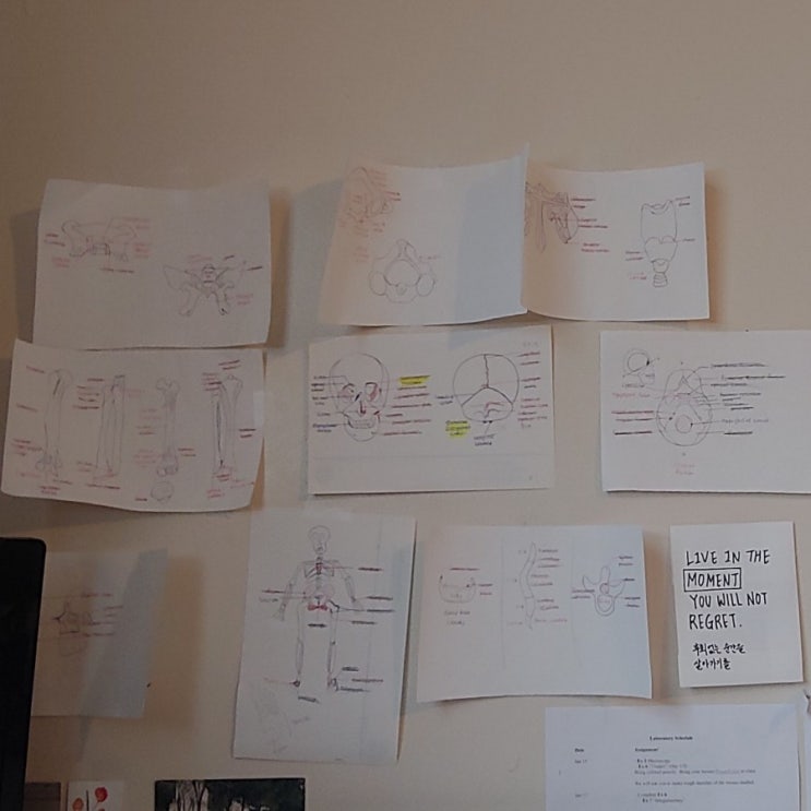 Cadaver lab (anatomy class) : 네이버 블로그