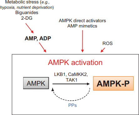 AMPK (AMP-activated protein kinase) : 네이버 블로그