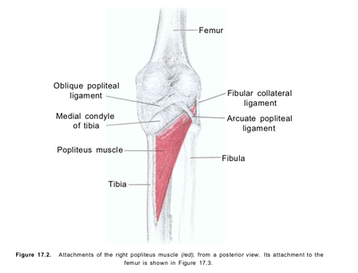 Popliteus (슬와근) 통증유발점(트리거포인트,trigger point)의 기전과 치료(Myofascial pain and ...