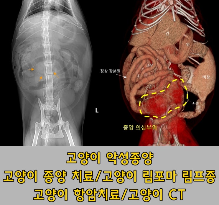 고양이 악성종양고양이 림포마 림프종고양이 종양수술고양이 항암치료고양이 Ct강아지 림포마 림프종강아지 종양치료강서구