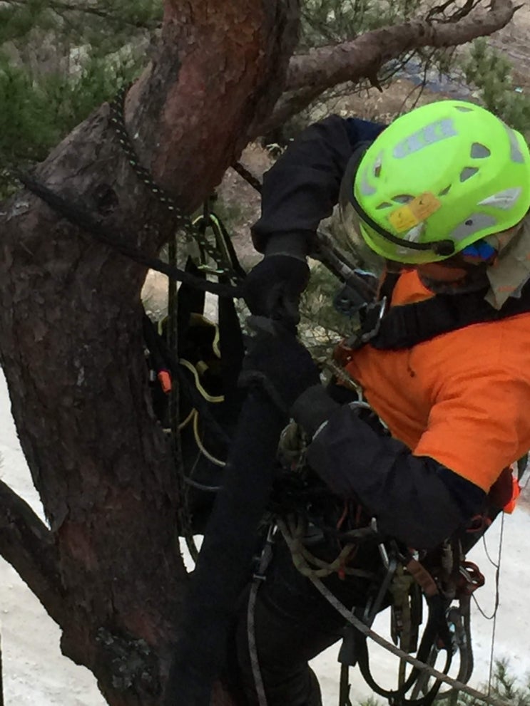 CABLING & BRACING, COBRA ROPE, MECHANICAL ADVANTAGE SYSTEM 특별강습 : 네이버 블로그