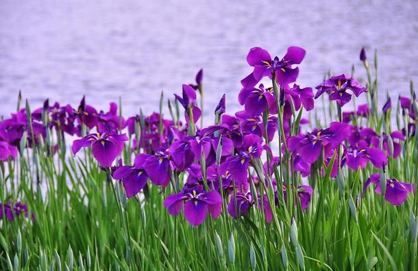 Scie급 논문보유 화장품원료 창포추출물iris Acorus Calamus Root Extract 네이버 블로그