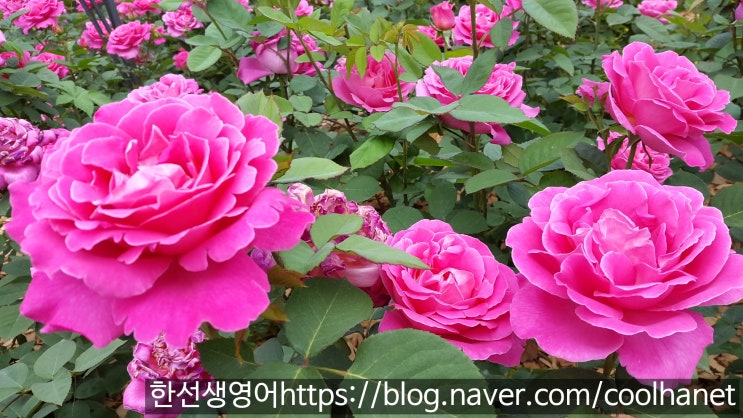 2013학년도 수능영어 어법 21번 문제 해결의 정확도를 높이는 해설 송파 잠실 강동구 중고등부영어학원 네이버 블로그