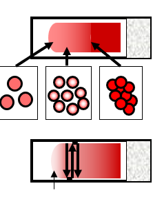 [혈액학] Differential Cell Count (Diff) / Complete Blood Cell Count (CBC ...