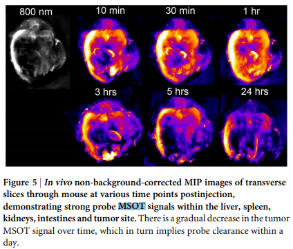 [in vivo imaging system MSOT] 차세대 치료법, Photodynamic Therapy 분석이 가능합니다 ...