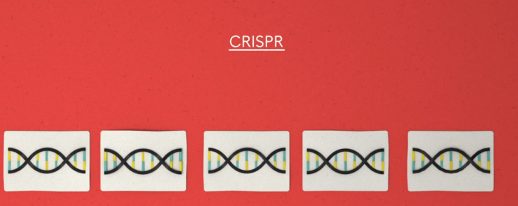 How CRISPR lets you edit DNA - Andrea M. Henle : 네이버 블로그