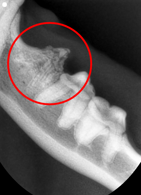 FORL(Feline Odontoclastic Resorption Lesion) : 네이버 블로그
