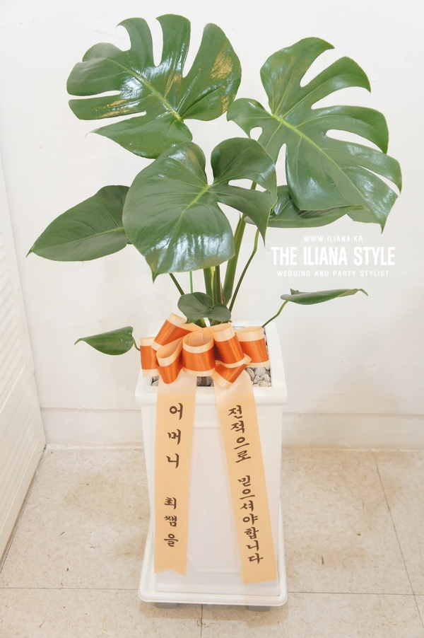 개업식화분 개업선물 화분선물 부산화분배달 부산꽃집 해운대꽃집 병원화분 카페화분 오픈식화분 부산꽃배달 꽃배달 몬스테라 고무나무