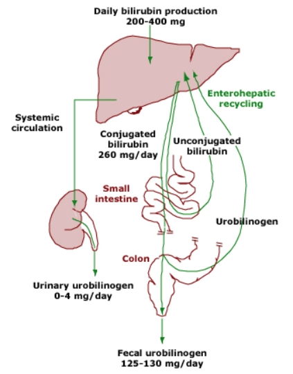 유로빌리노겐(젠), Urobilinogen : 네이버 블로그
